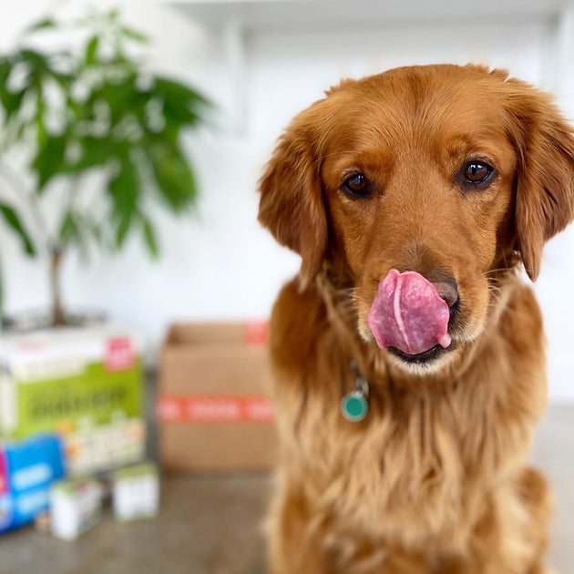 Kibble Learn - Articles About Pet Parenthood, Health, and Industry